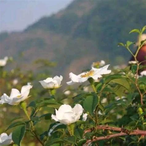 深度生成模型中的概率图模型建模技术研究 数据 关系 任务