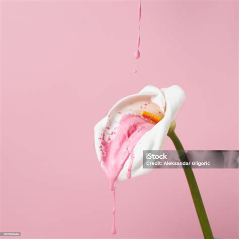 파스텔 배경에 떨어지는 핑크 페인트와 칼라 백합 꽃으로 만든 창조적 인 봄 레이아웃 0명에 대한 스톡 사진 및 기타 이미지 0명 개념 개화기 Istock
