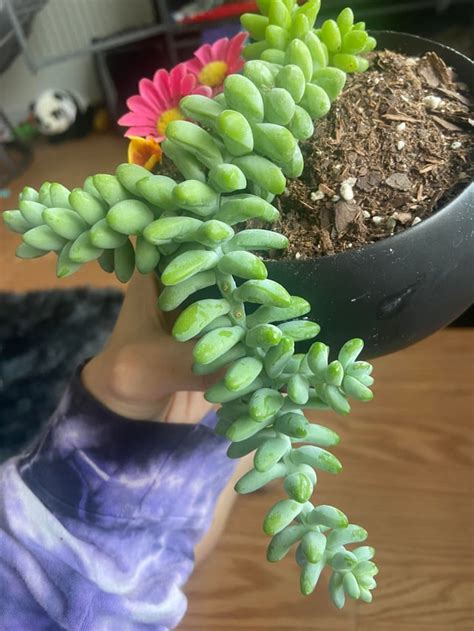 Help Small White Flakes Rplantclinic