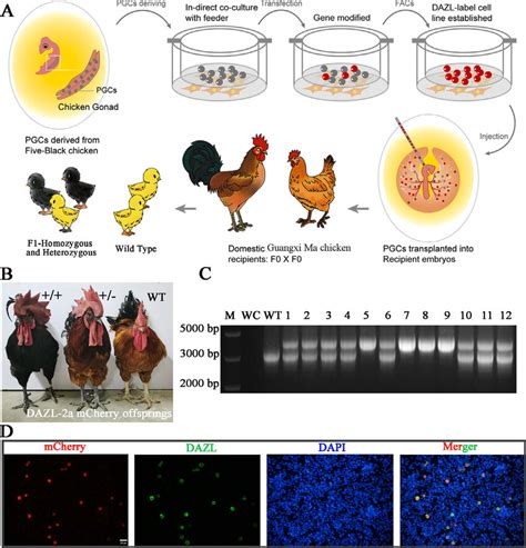 The Generation Of Dazl 2a Mcherry Genetic Modified Chicken A The Download Scientific Diagram
