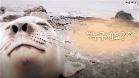 어미와 이별 후 첫 독립한 아기 코끼리물범 낯선 사람들 만나자 보인 반응 Youtube