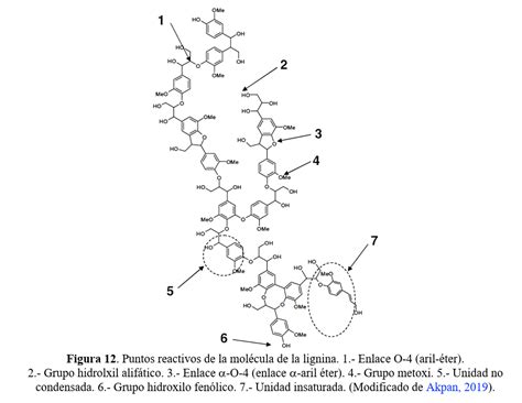 ¿la Lignina Para Qué Sirve Descubre Todo Eso En Esta Guía