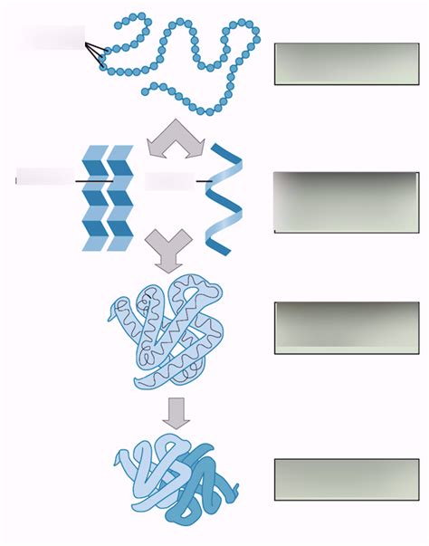 Chapter 5 Macromolecules Diagram Quizlet