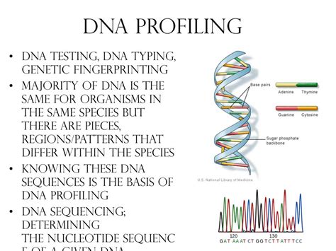 Dna Profiling Of Sweetpotato Cultivars And Clones Ppt Download