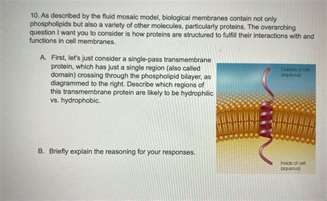 Phospholipid Model