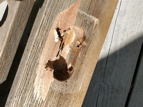 Fixing A Table Base Rbeginnerwoodworking