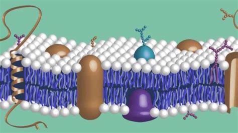 Proteoglycan On Membrane