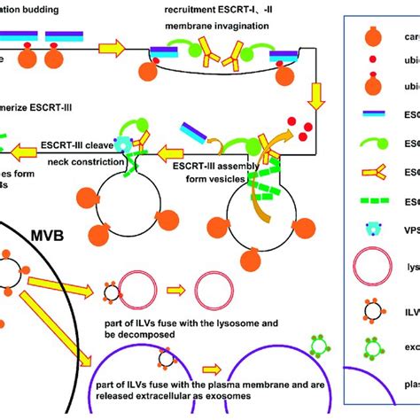 Structure Of The Escrt Protein Complex And Its Function In Exosome Download Scientific Diagram