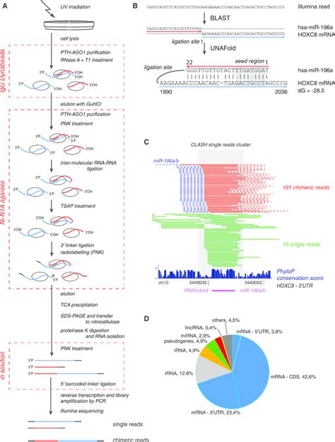 Overview Of Experimental And Bioinformatic Procedures Download Scientific Diagram