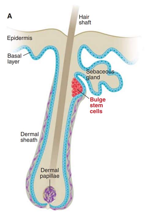 Anatomy Of The Hair Follicle Mesityl Oxide