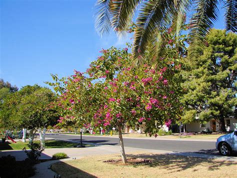 Arizona Trees Arizona Living Landscape Design