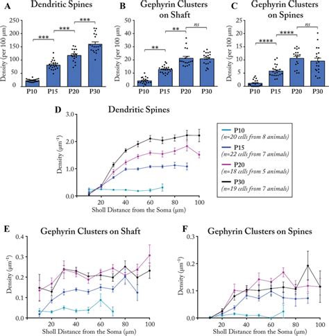 Development Of Gephyrin Clustering On Basal Dendrites Of Layer 23 Download Scientific Diagram