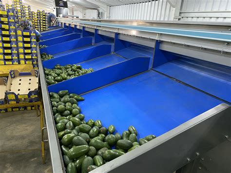 avocado grading and sorting line installation nukor