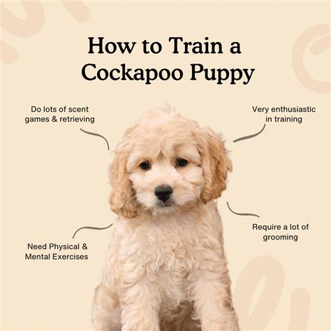 Do Cockapoo Dogs Shed Hair At Stephanie Daley Blog