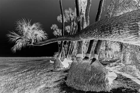 Sable Palm Tree Along Shoreline Photograph By Adam Jones Fine Art America