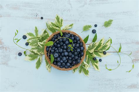 잎 패턴 상단 보기와 바구니에 신선한 블루 베리 흰색 테이블 모형에 건강한 음식 텍스트 복사 공간이있는 맛있고 달콤하고 육즙이 많은 잘 익은 베리 배경 0명에 대한 스톡