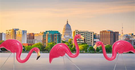 Why Is Madisons Official City Bird The Plastic Pink Flamingo