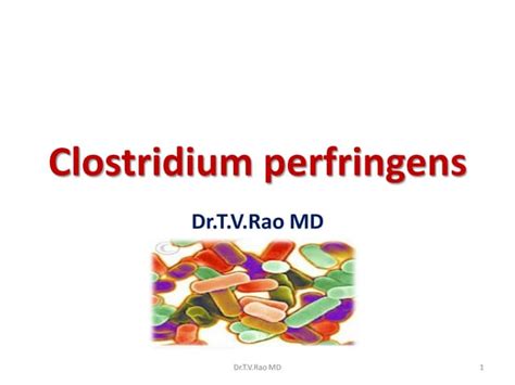 Clostridium Spp Practical Medical Microbiology 13 Pdf