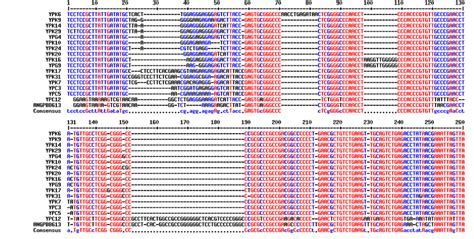 alignment of nucleotide base sequence of penicillium based multalin