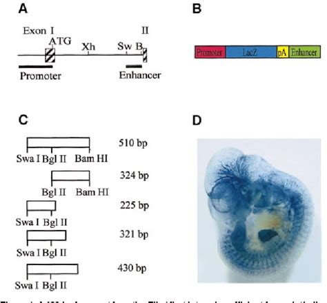 Figure 1 From Role Of Scl Tal 1 Gata And Ets Transcription Factor Binding Sites For The