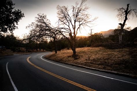 Premium Photo Empty Road Along Trees And Plants