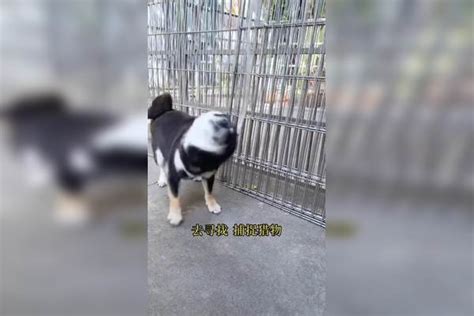 萌宠来袭 狗狗为什么喜欢球？狗狗来袭