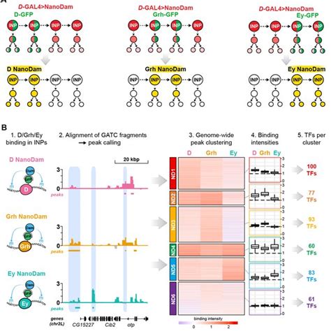 Pdf Nanodam Identifies Novel Temporal Transcription Factors Conserved