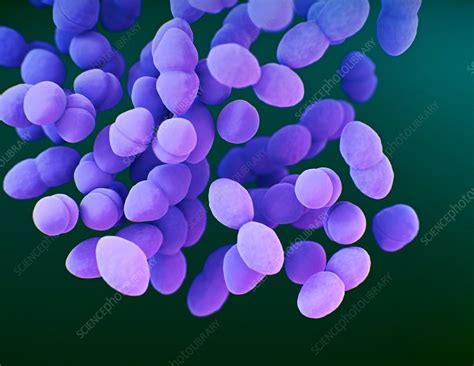 Enterococci Bacteria Illustration Stock Image F0280201 Science