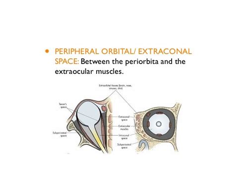 Spaces Of Orbit Proptosis Orbital Cellulitis Dr Reema Thomas 21 07 …