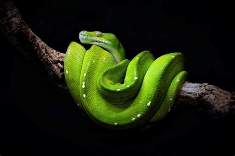 Check Your Memray New Python Memory Profiler Earns Warm Reception