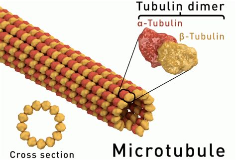 Mikrotubulus Pada Sel Tumbuhan Berperan Dalam Homecare