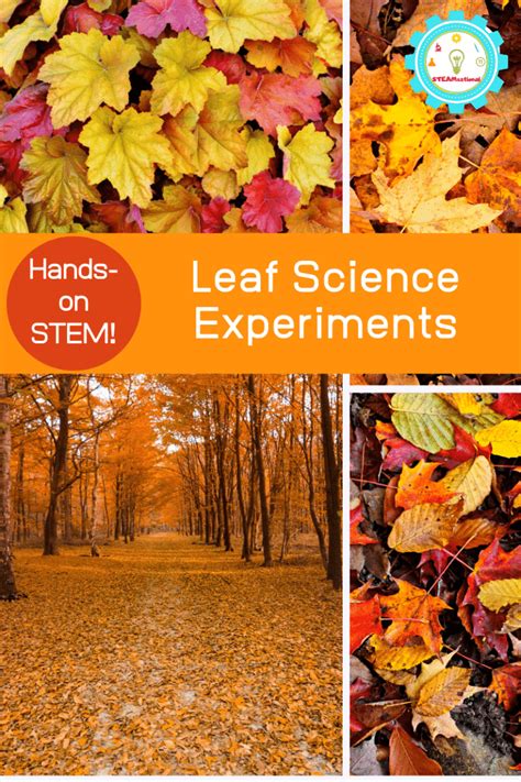 8 Brilliant Leaf Science Experiments For Elementary
