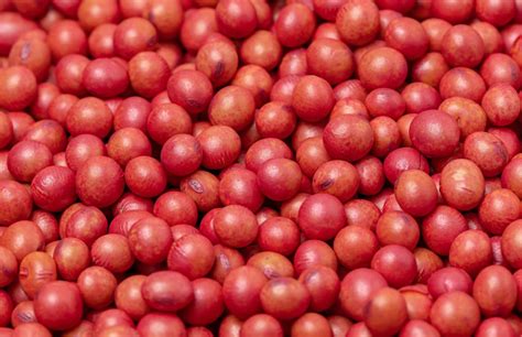 Soybean Seed Treatment And Its Uses Wikifarmer