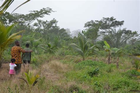 Report Shows Cocoa Related Deforestation Needs A Context Aware Solution