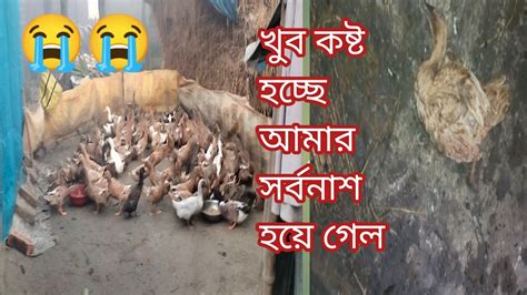 সকাল সকাল আমার ছোট্ট খামারে একি হলো খুব কষ্ট হচ্ছে দেখুন আমি কি খাবার দেই আমার হাসদেরকে। Youtube