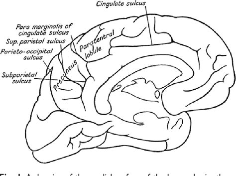 Structure Of Precuneus Semantic Scholar