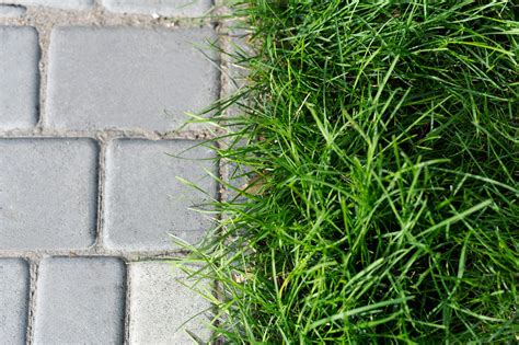 Городники розповіли що потрібно зробити щоб позбутись трави між плиткою Читайте на Ukr Net