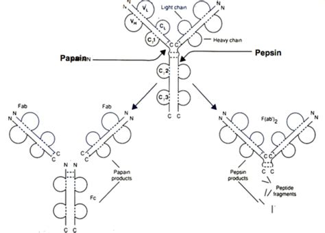 Antibody Structure And Function Flashcards Quizlet