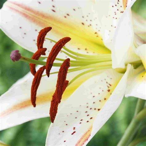 9 Lily Types To Grow In The Garden