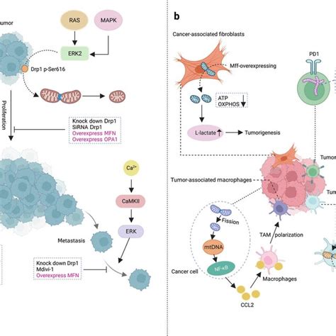 Mitochondrial Dynamics In Cancer A Mitochondrial Division In Cancer Download Scientific