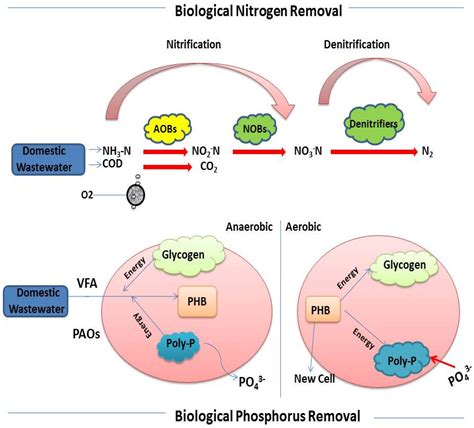 What Is Biological Sequence At Maddison Chidley Blog
