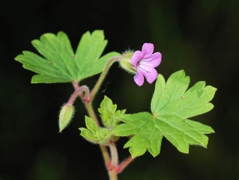 Plant Families Flashcards Quizlet