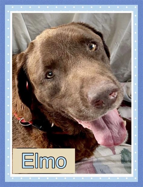 Elmo Profile Cincinnati Lab Rescue