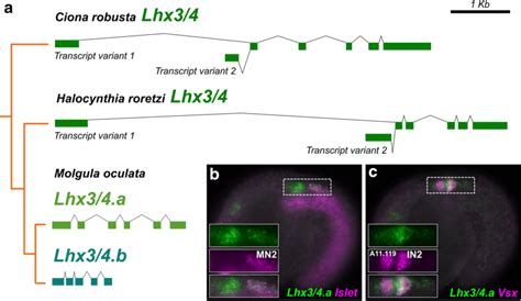 Molgula Specific Duplication And Subfunctionalization Of Lhx34a Download Scientific Diagram