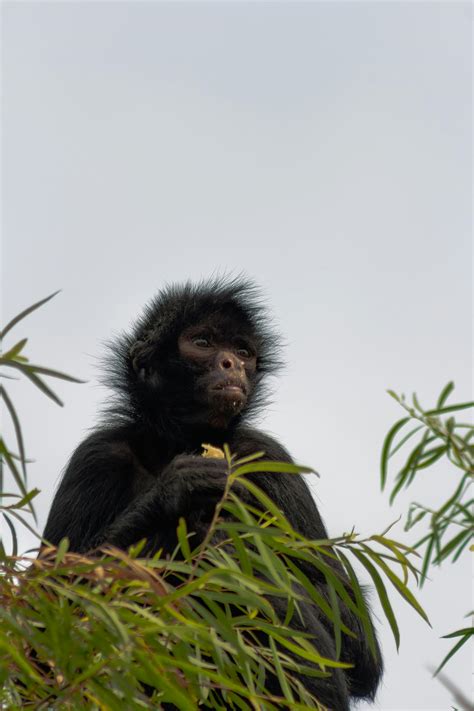 Evolution Of Microprocessors And Microcontrollers Photos Download The Best Free Evolution Of