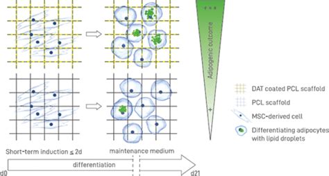 细胞外基质修饰的纤维支架作为促脂肪的间质基质细胞传递平台。 Acs Biomaterials Science And Engineering