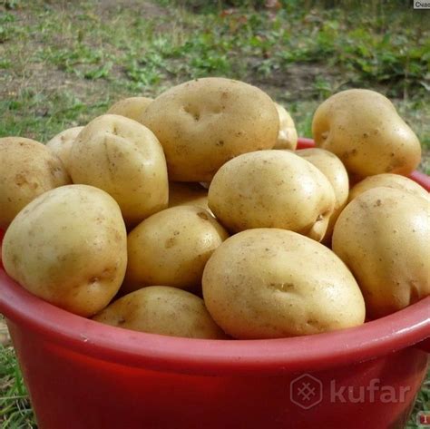 Картофель картошка своя Доставка бесплатная Сорт Архидея цена 1 15 р купить в Минске