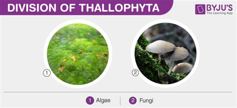 Thallophytes Characteristics And Division Of Thallophyta