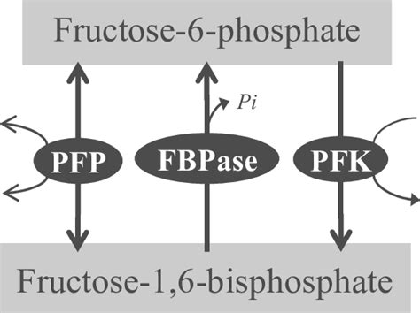 Glucose 6 Phosphate To Fructose 6 Phosphate