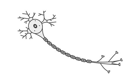 How To Draw Neuron In Illustrator